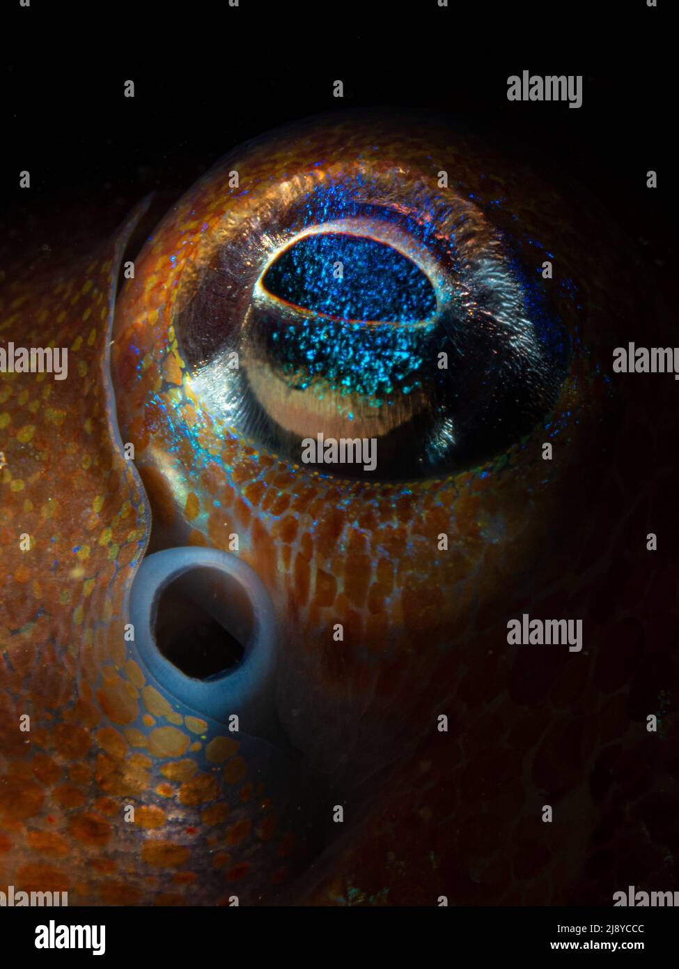 The cephalopod eye hi-res stock photography and images - Alamy