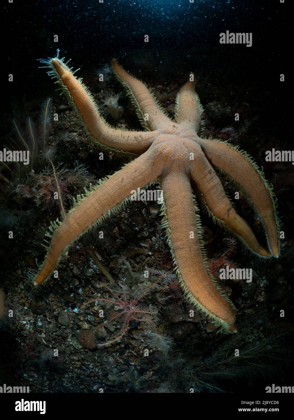A Seven Armed Starfish Luidia ciliaris) raises it's arm showing sticky ...