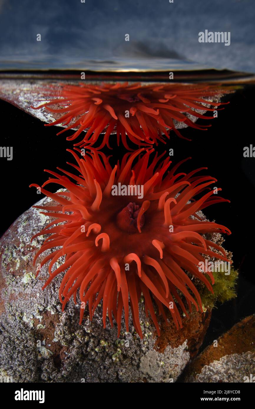 A beadlet anemone with reflection on the underside of the sea with ...
