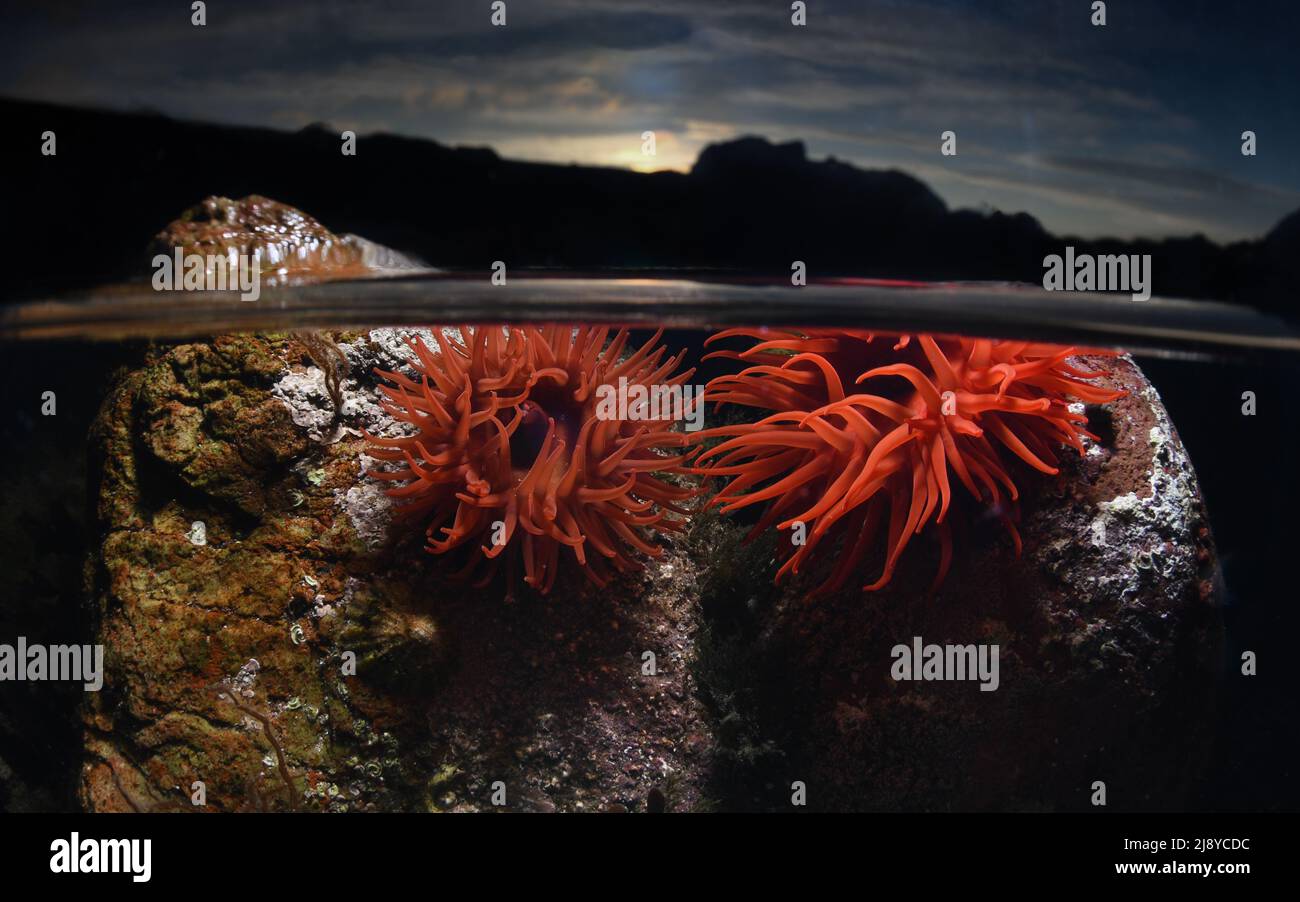 Beadlet anemones uk hi-res stock photography and images - Alamy