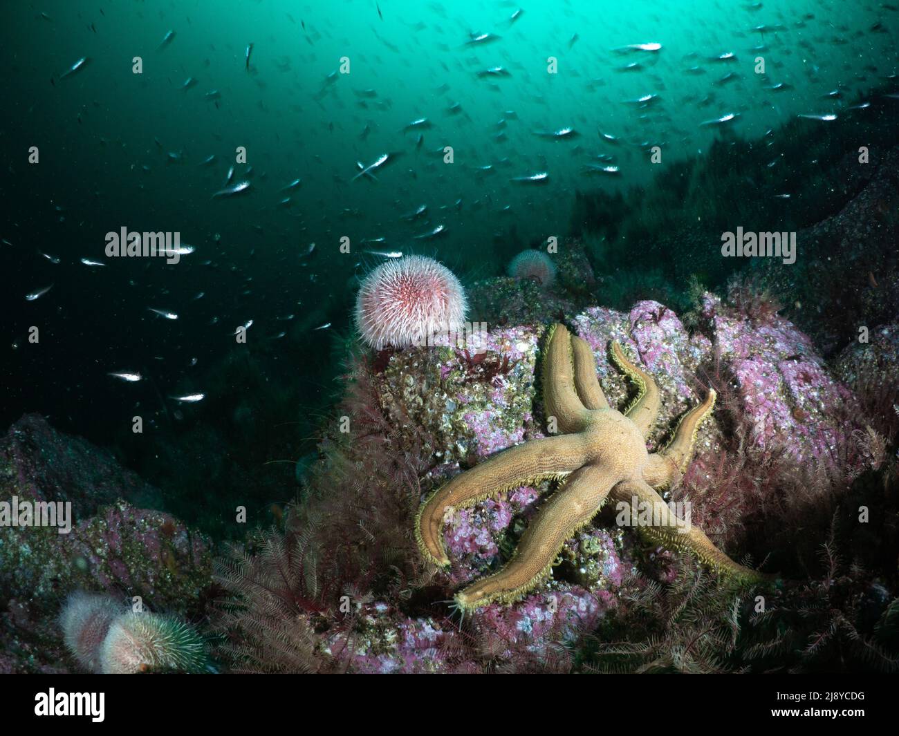 A Seven Armed Starfish (Luidia ciliaris) on a rocky surrounded by sea ...