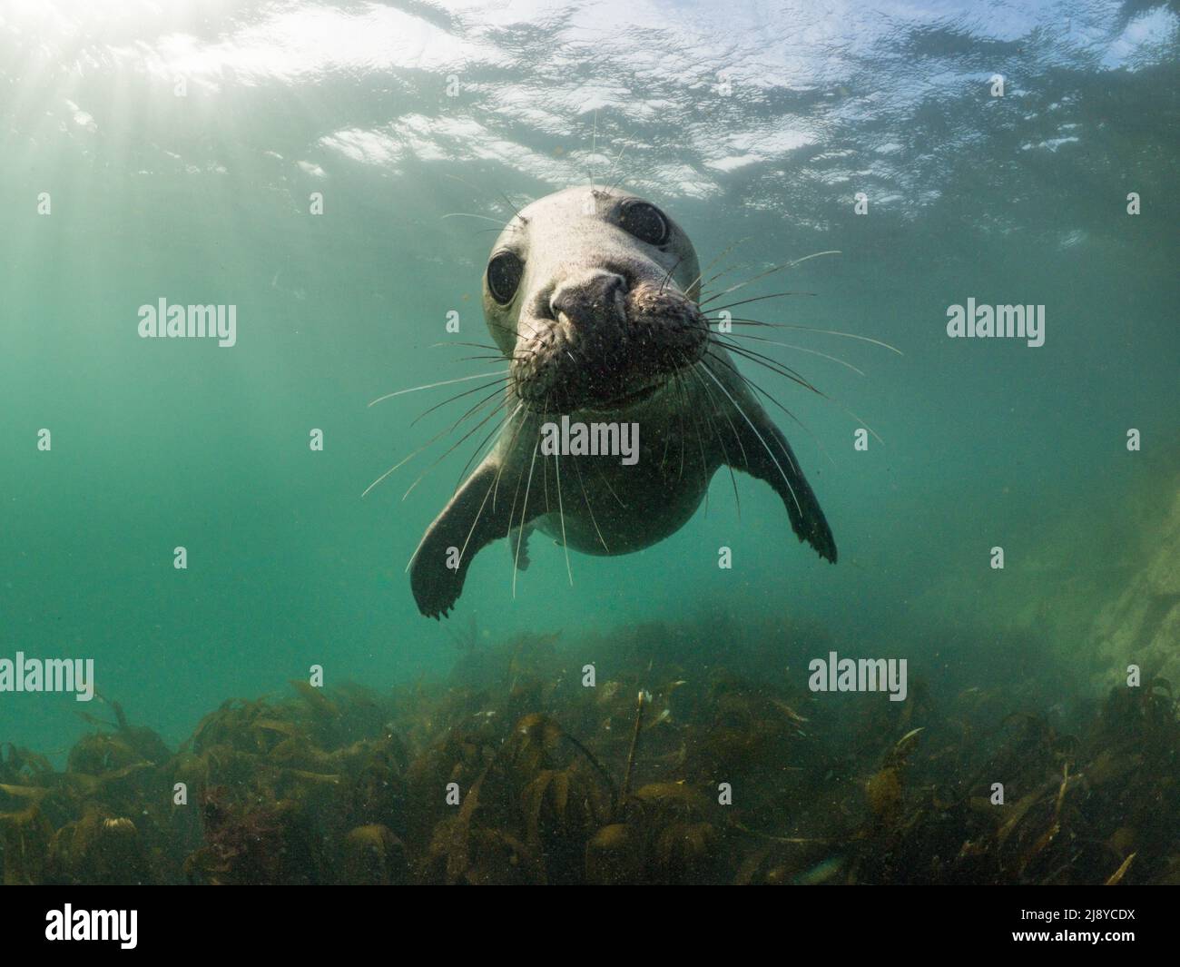 Atlantic grey seals underwater hi-res stock photography and images - Alamy