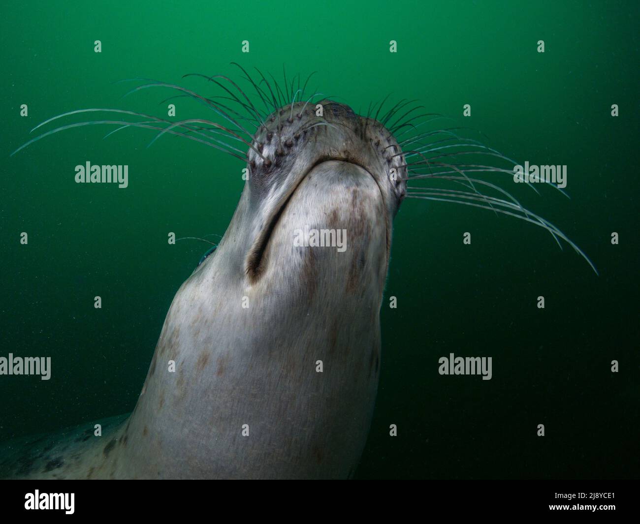 Awkward Seal Mouth
