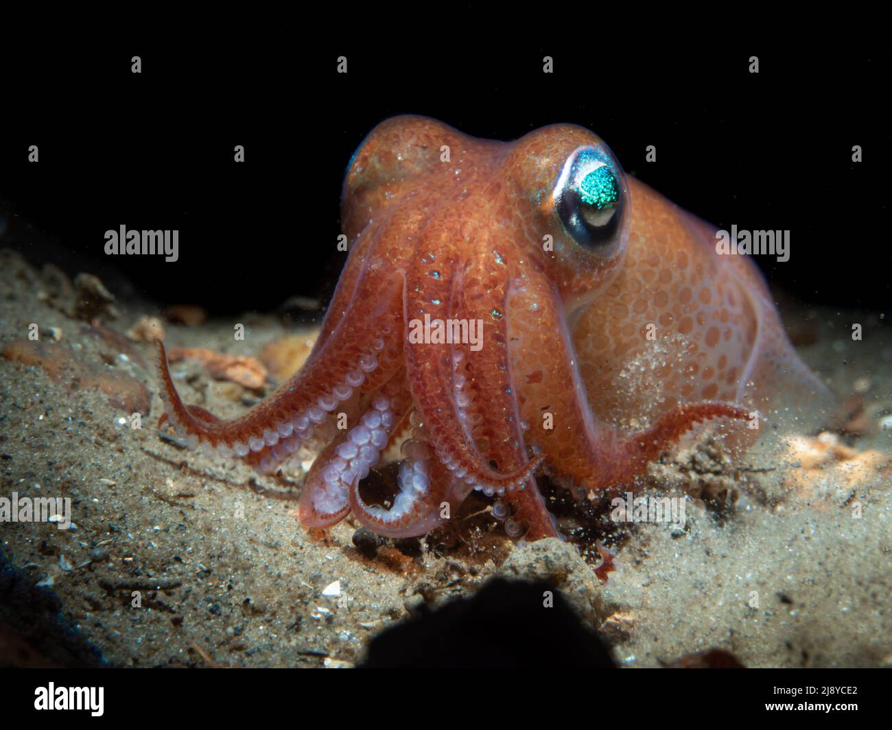 A bobtail squid uses it's tentacles to bury in the sand. Loch Long ...