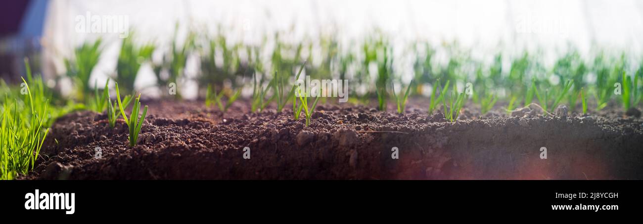 Crops planted in rich soil get ripe under sun. Plants grain sprout grow ...