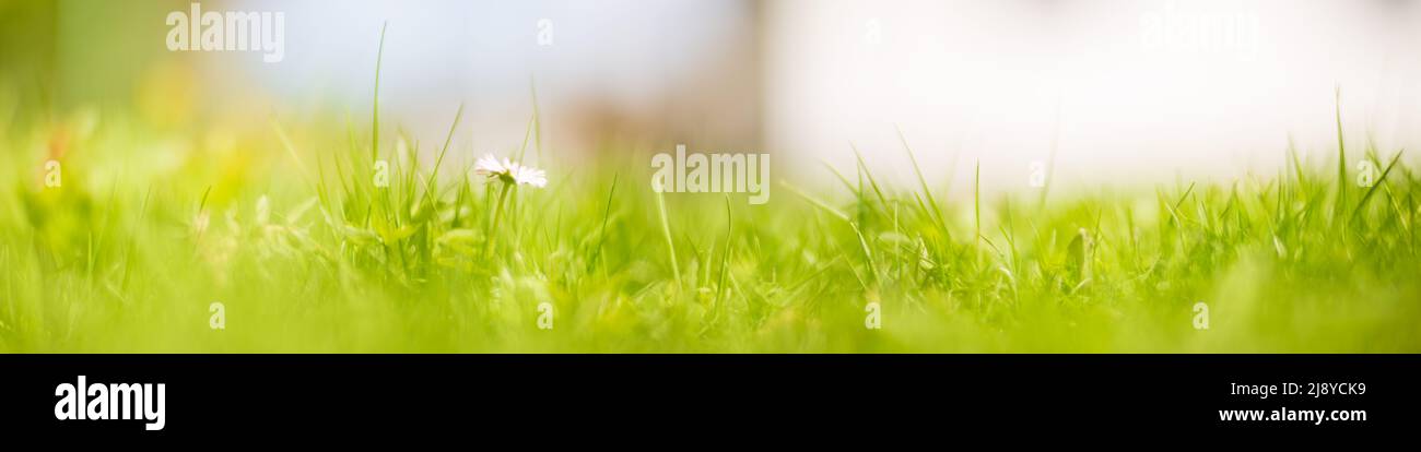 Background banner panorama of flowers in the yard. Beautiful natural ...