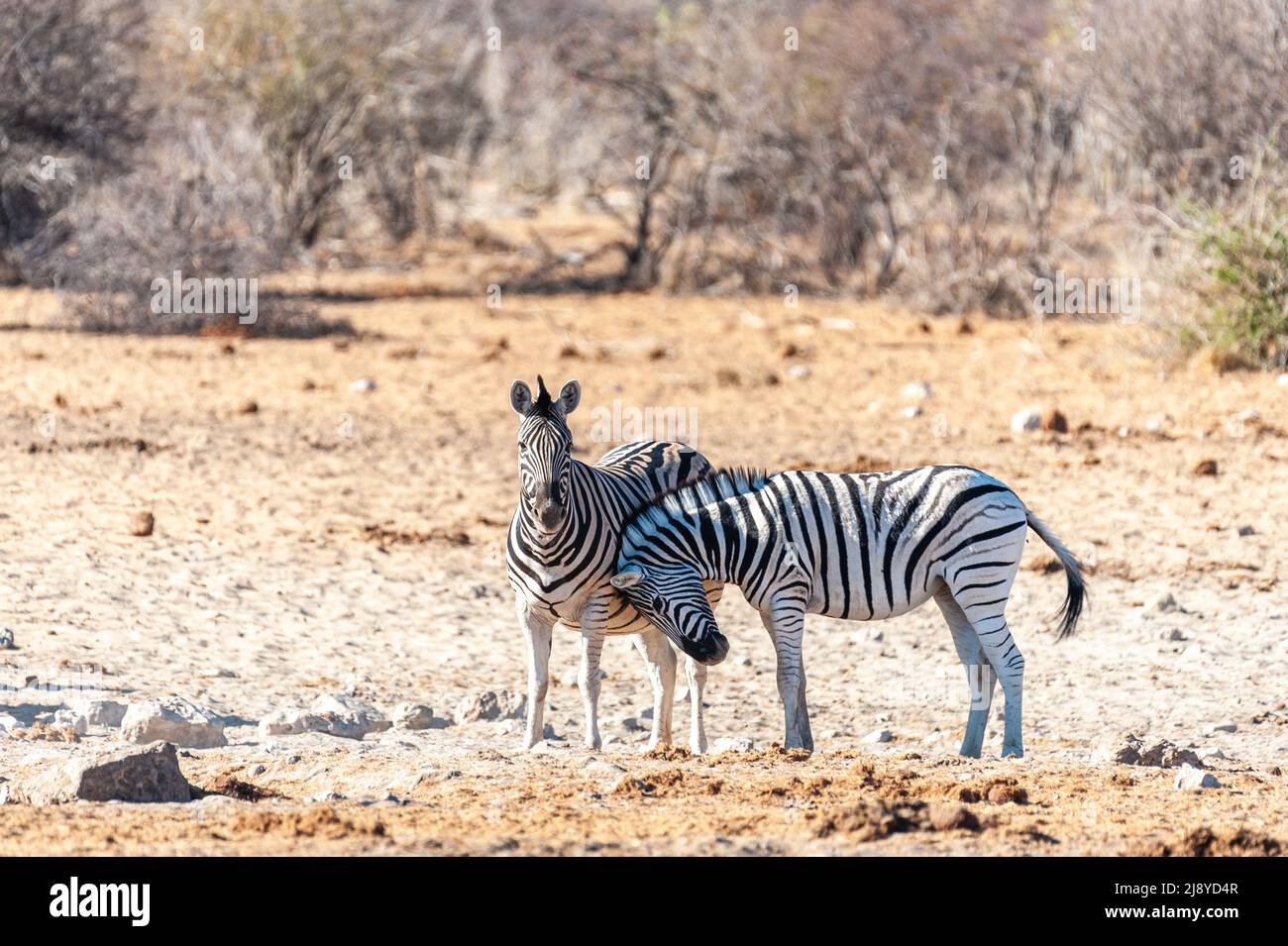 Quagga type hi-res stock photography and images - Alamy