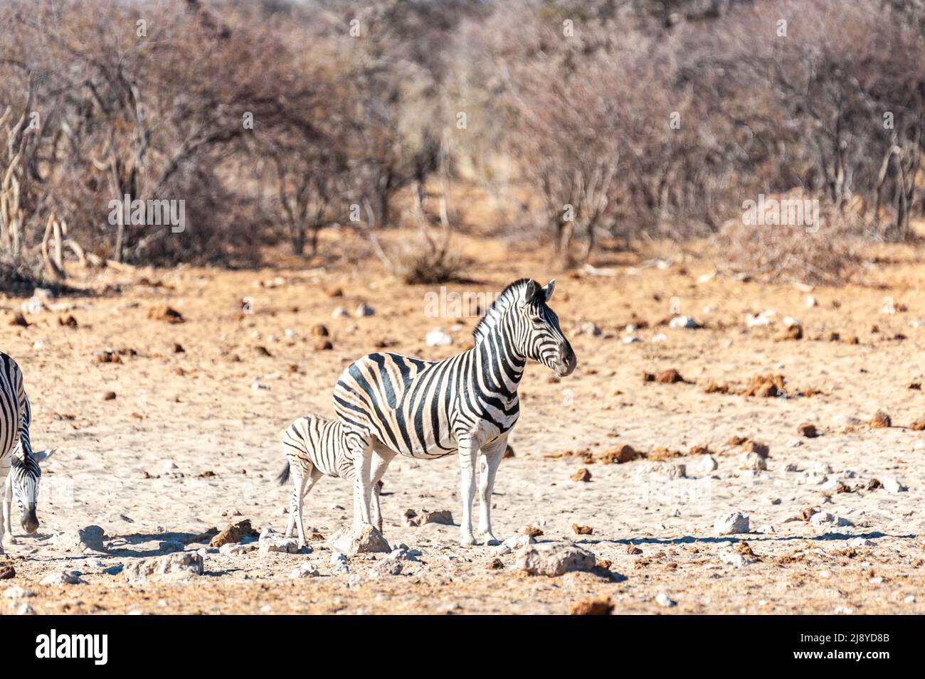 Quagga type hi-res stock photography and images - Alamy