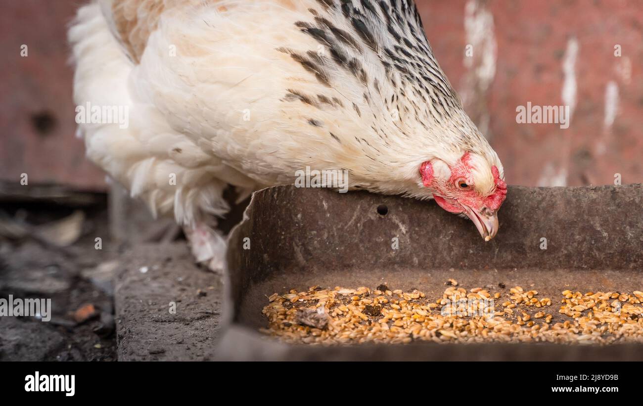 Pygmy hen hi-res stock photography and images - Alamy