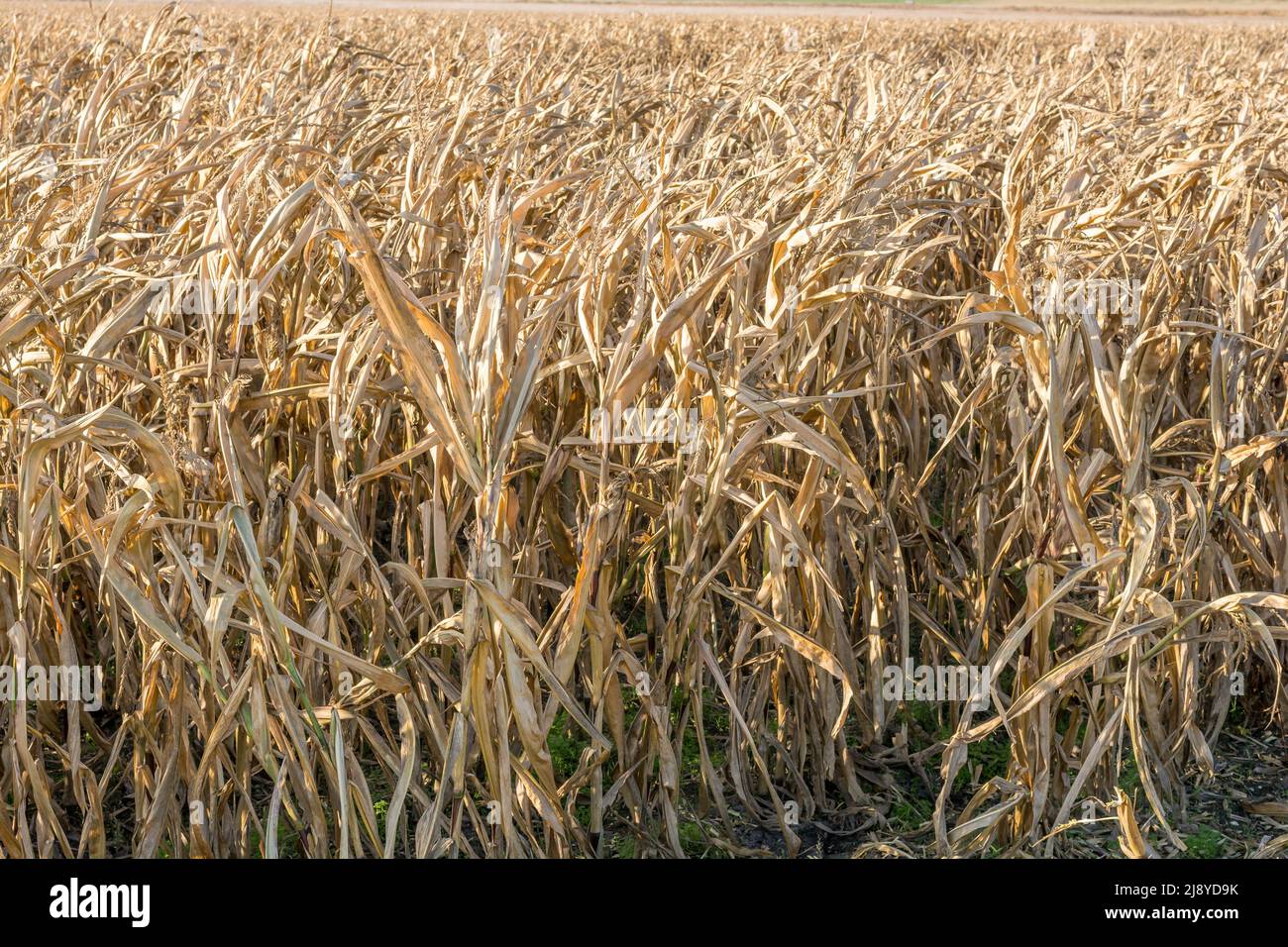 Fully dried corn plants after a long-lasting drought Stock Photo - Alamy
