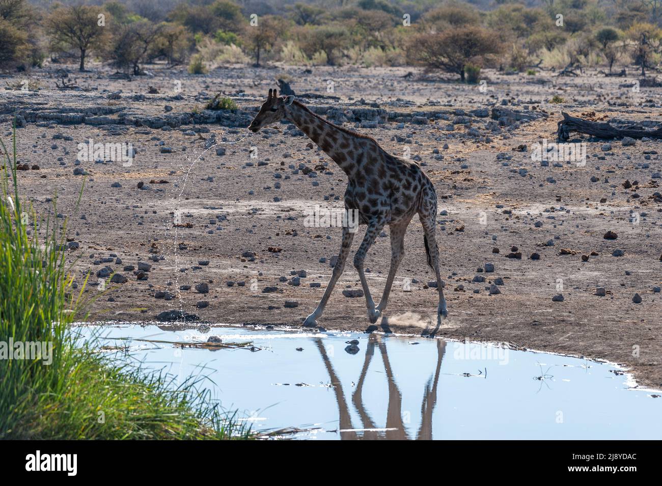 Backlit image of one Angolan Giraffe - Giraffa giraffa angolensis- is drinking from a waterhole ...