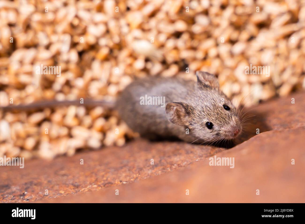 Field mouse seeds hi-res stock photography and images - Alamy