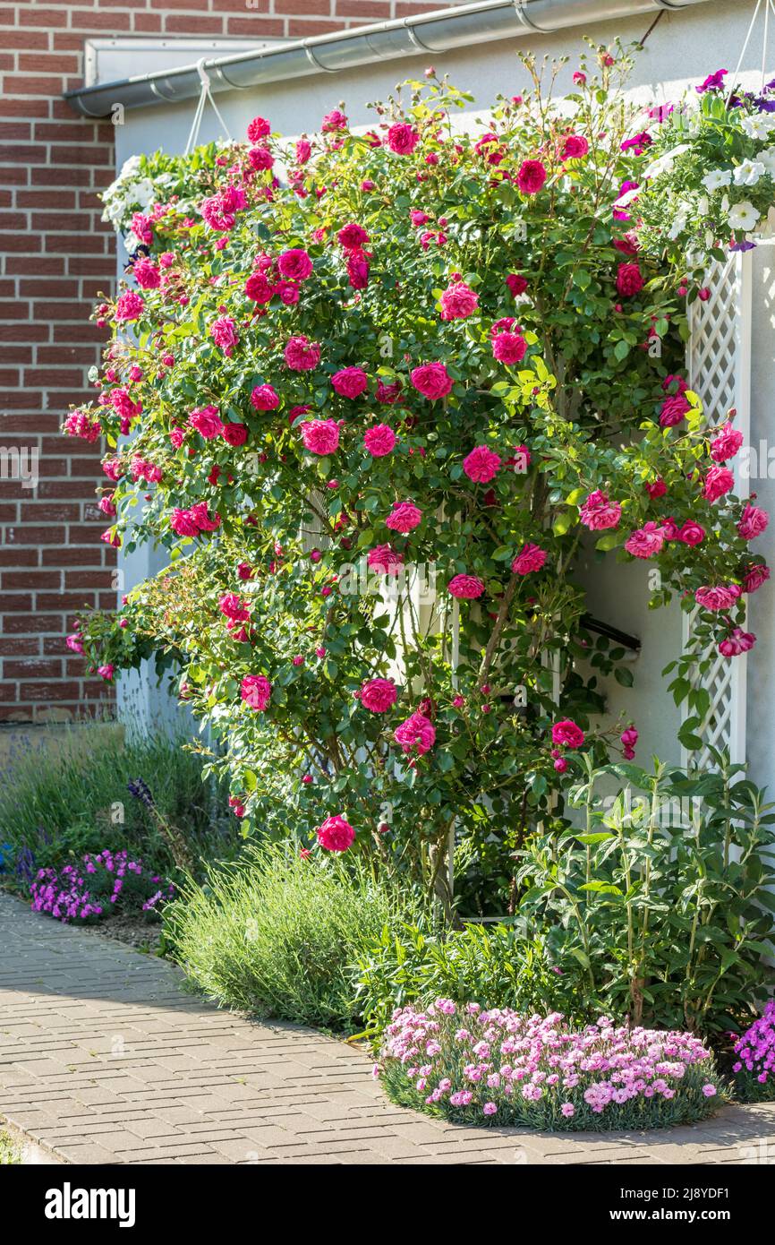 Beautiful decoration of a house wall with a big climbing rose in a ...