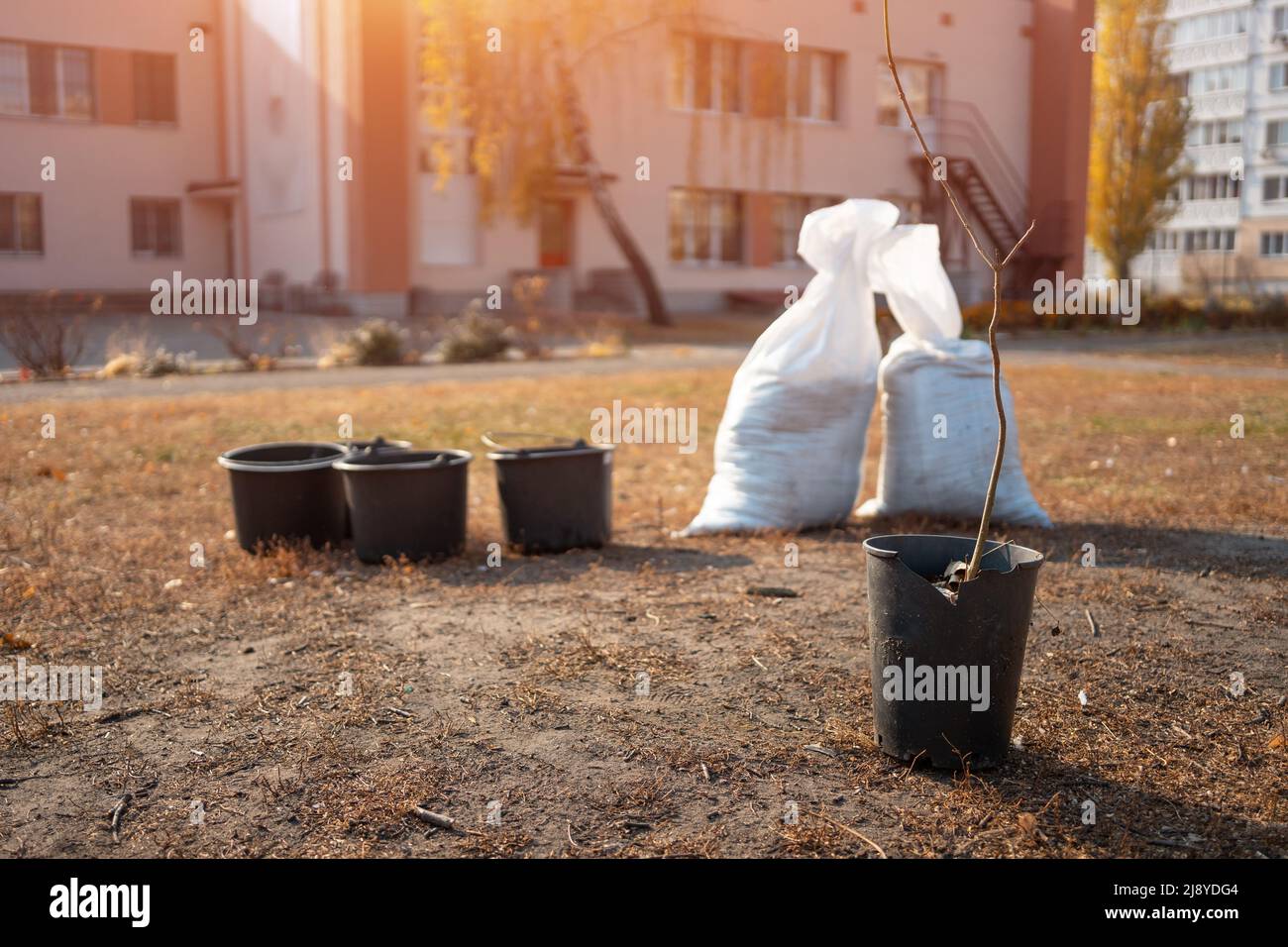 closeup of young tree sapling in pot and garden buckets for planting in ...