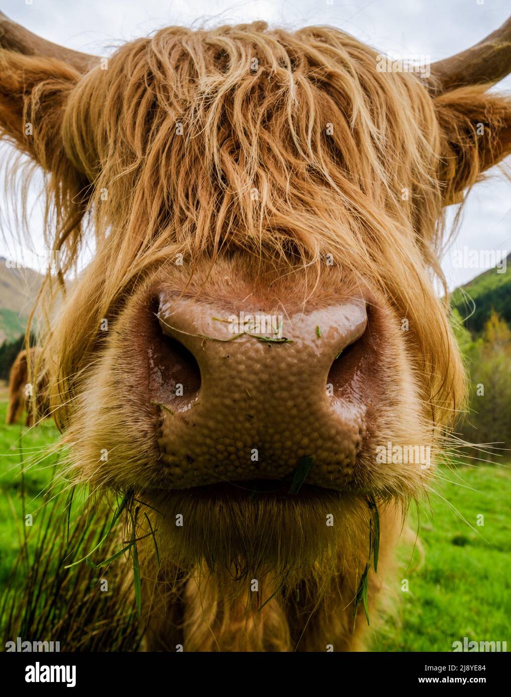 Highland closeup hi-res stock photography and images - Alamy