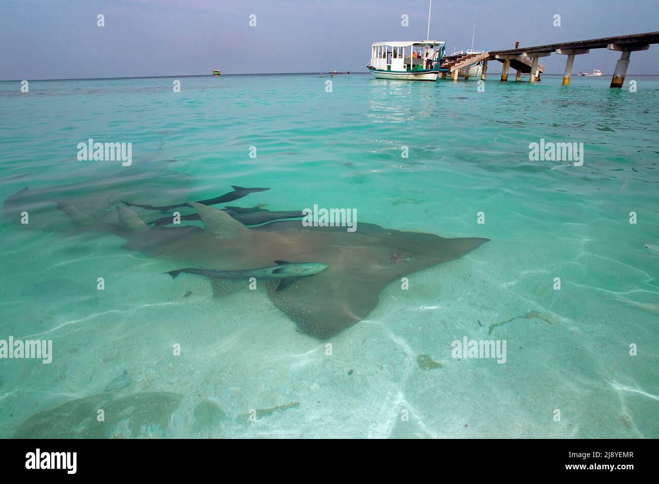 Common Guitarfish (Rhynchobatus djiddensis) in the lagoon of the ...