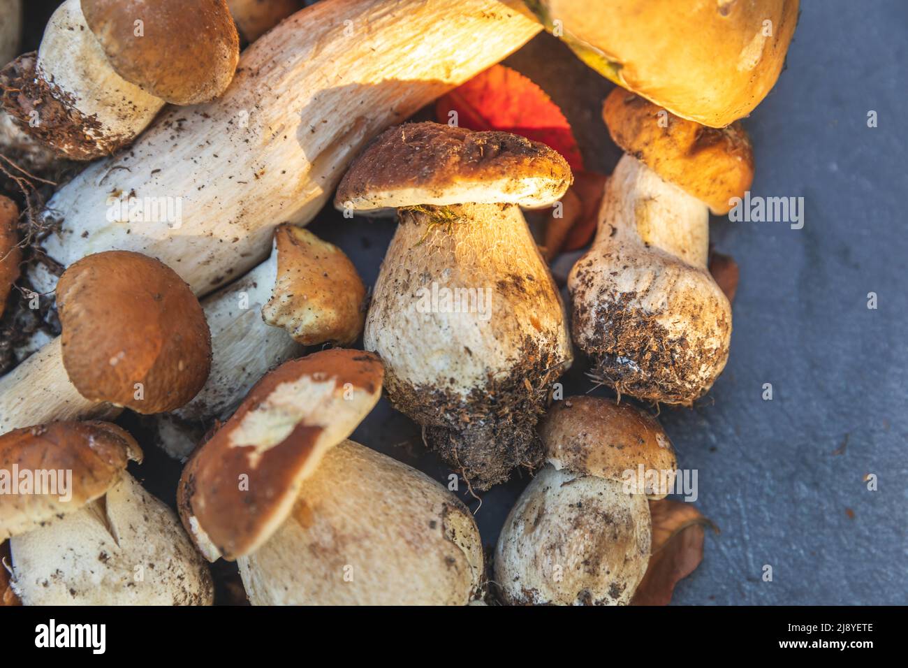 Autumn fall composition. Raw edible mushrooms Penny Bun on dark black ...