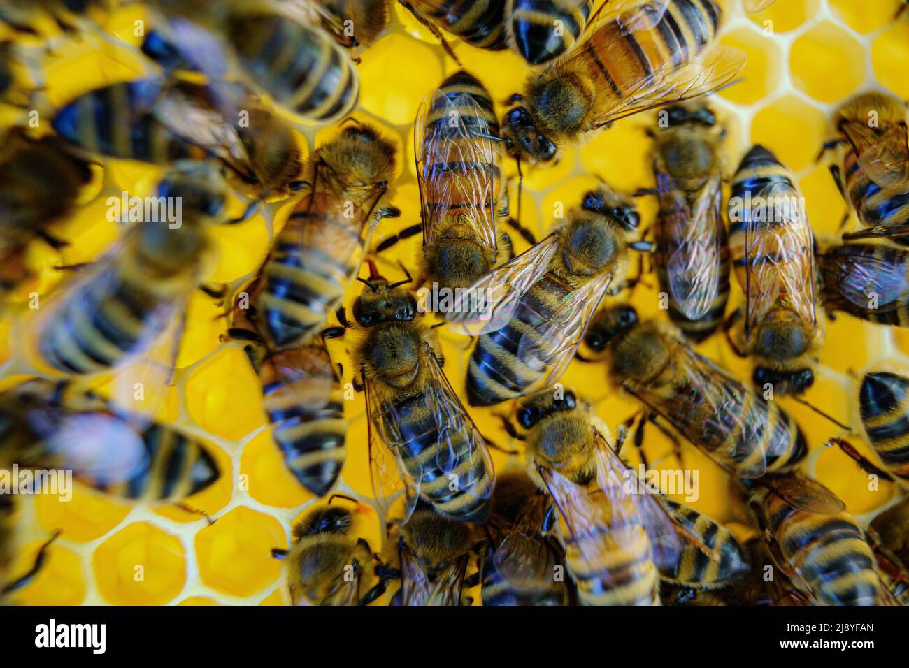 Bees on honeycombs inside a hive at Nicola Reed's apiary inside her ...