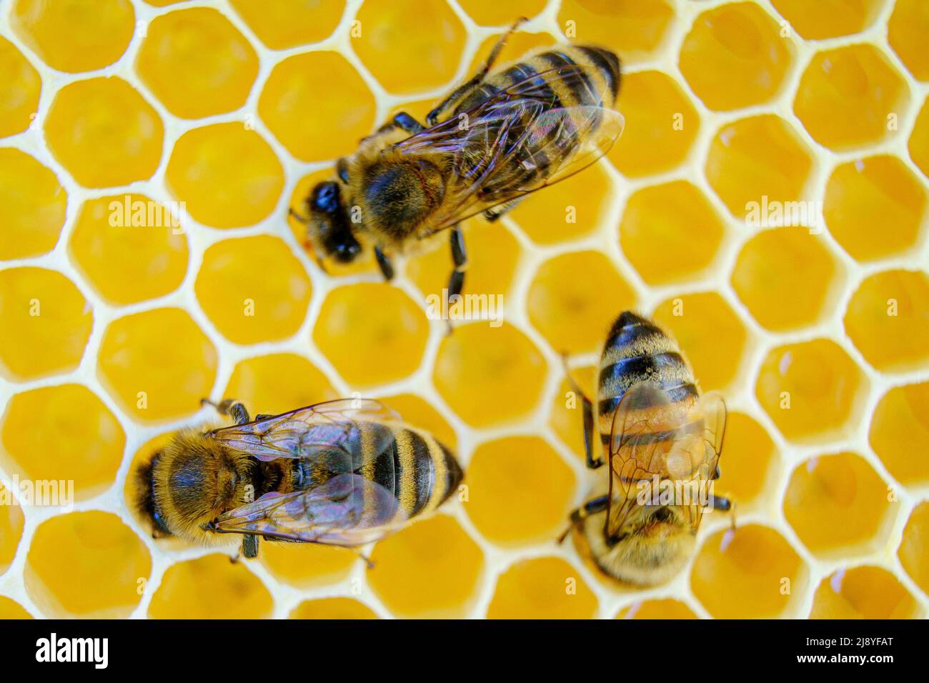Inside a hive hi-res stock photography and images - Alamy