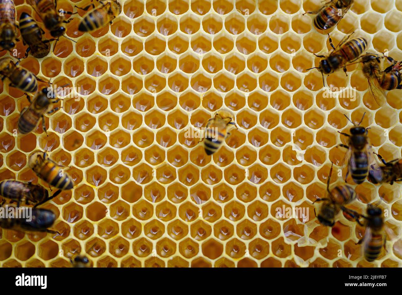 Bees on honeycombs inside a hive at Nicola Reed's apiary inside her ...