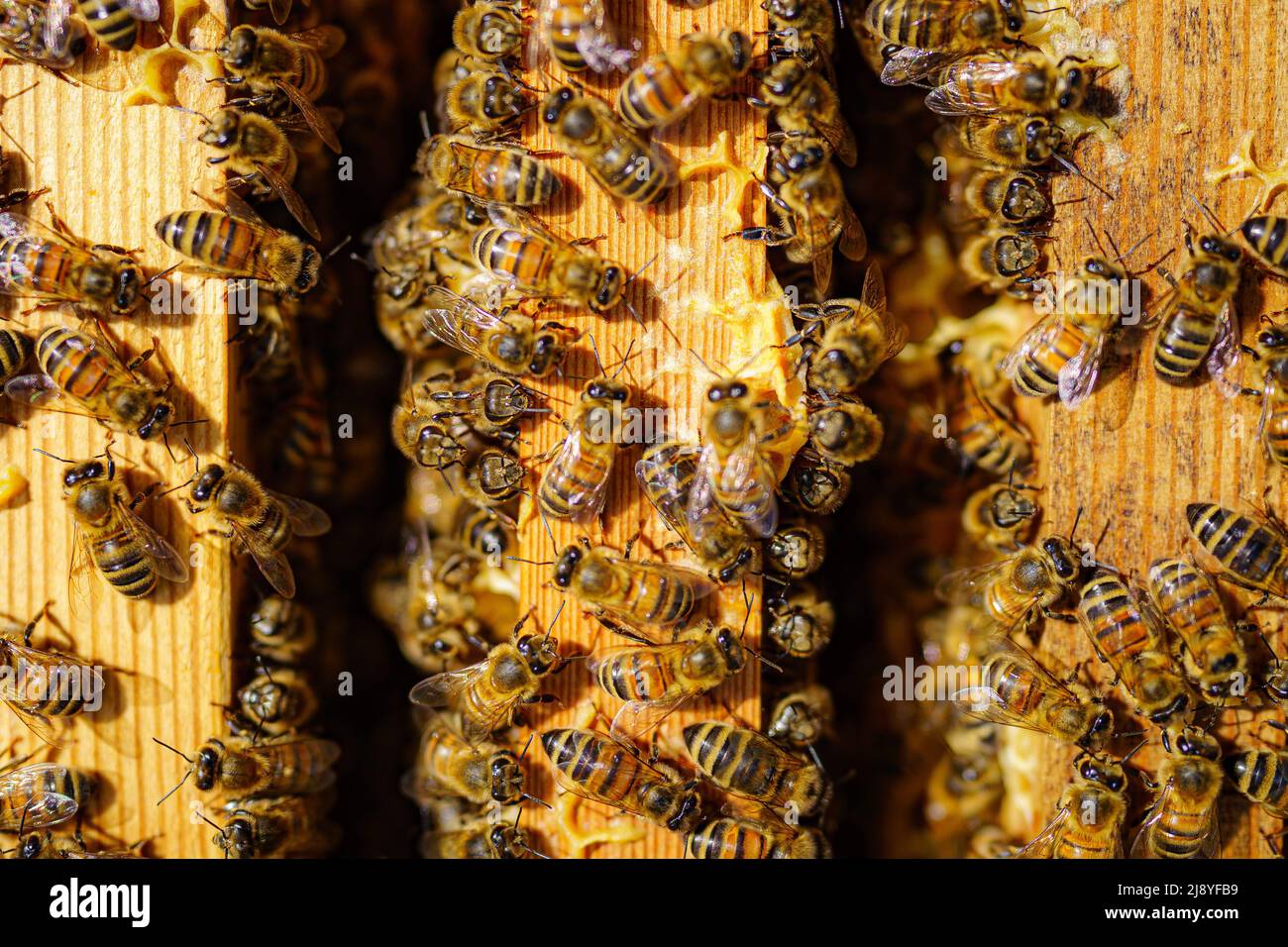 2022 frames hi-res stock photography and images - Alamy