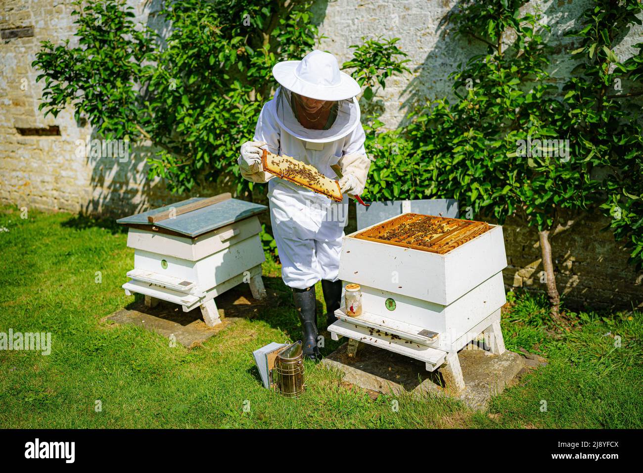 Beekeeper Nicola Reed checks her Beeble honeycombe frames at the hives ...