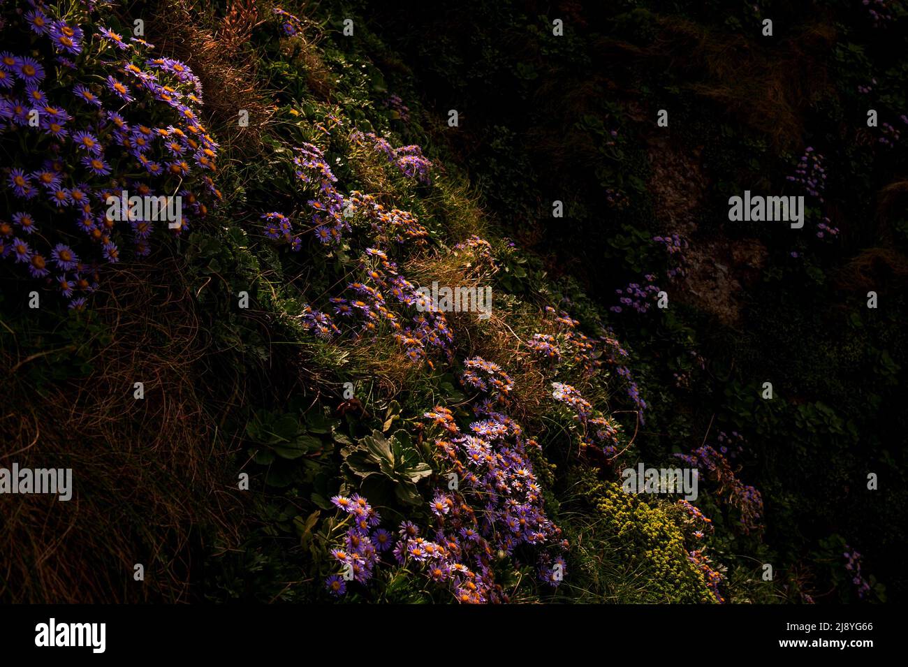 The beautiful sea bream, Aster Spathulifolius flower in island "Dokdo ...