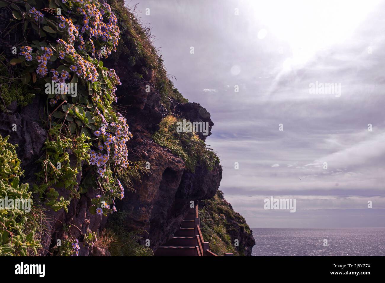 The beautiful sea bream, Aster Spathulifolius flower in island "Dokdo ...