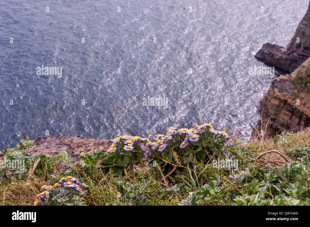 The beautiful sea bream, Aster Spathulifolius flower in island "Dokdo ...