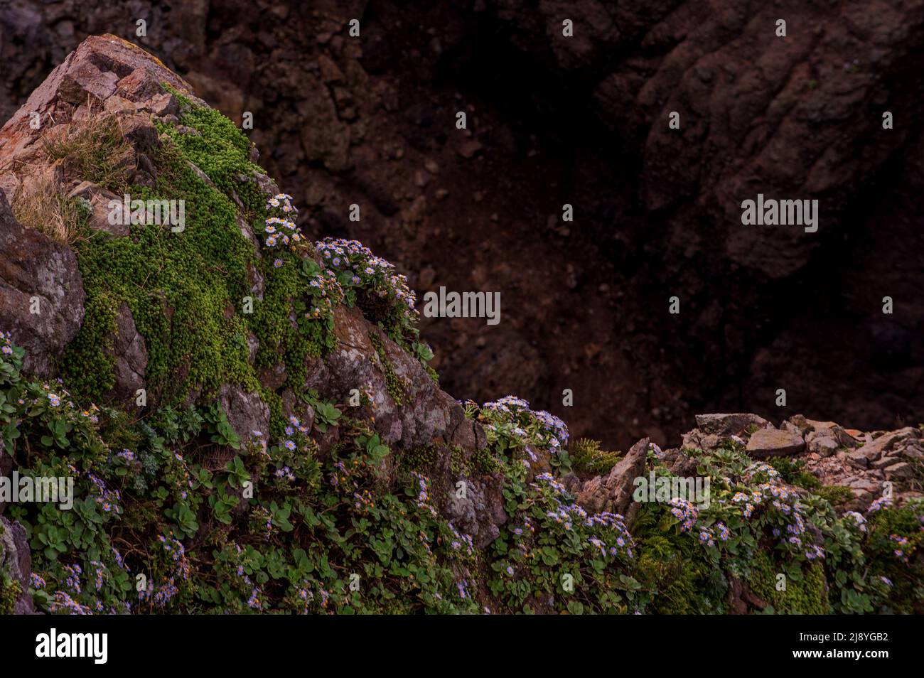 The beautiful sea bream, Aster Spathulifolius flower in island "Dokdo ...