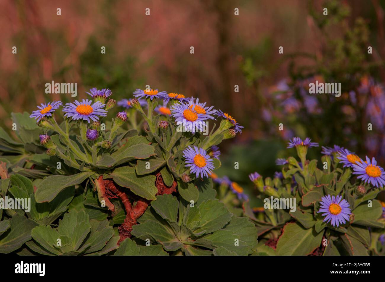 The beautiful sea bream, Aster Spathulifolius flower in island "Dokdo ...