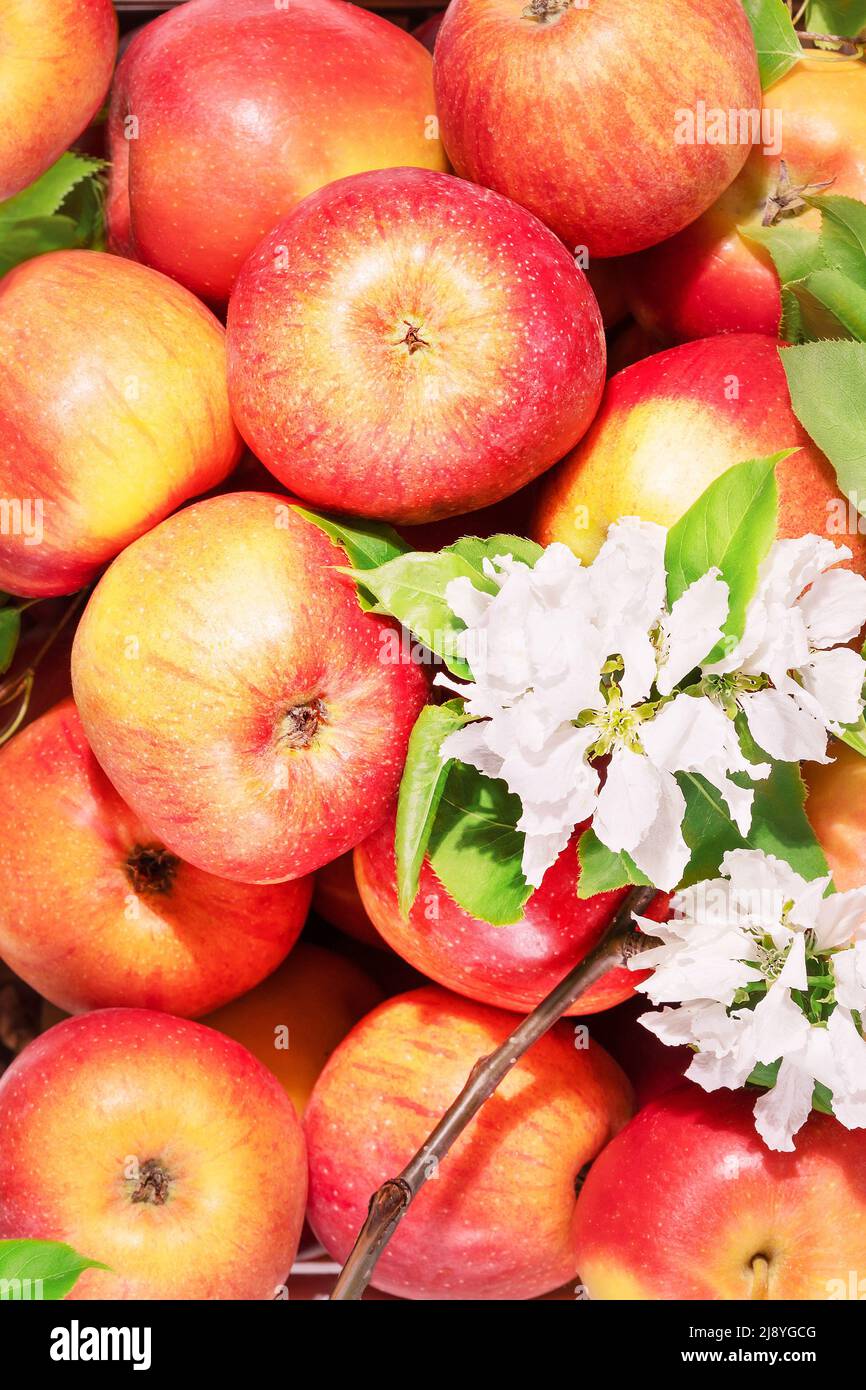 Natural, farm red apples with blossom branch. Selling seasonal, local ...