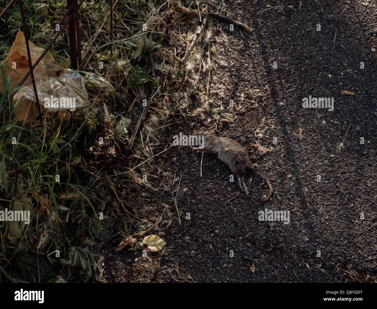 Bitten dead rat, close up shot. Photo of numb rat. Lifeless rodent ...