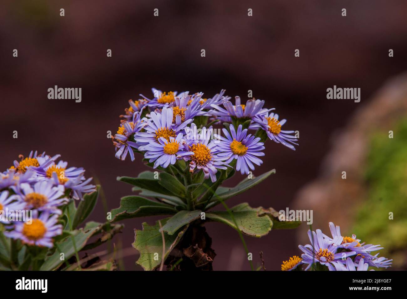 The beautiful sea bream, Aster Spathulifolius flower in island "Dokdo ...