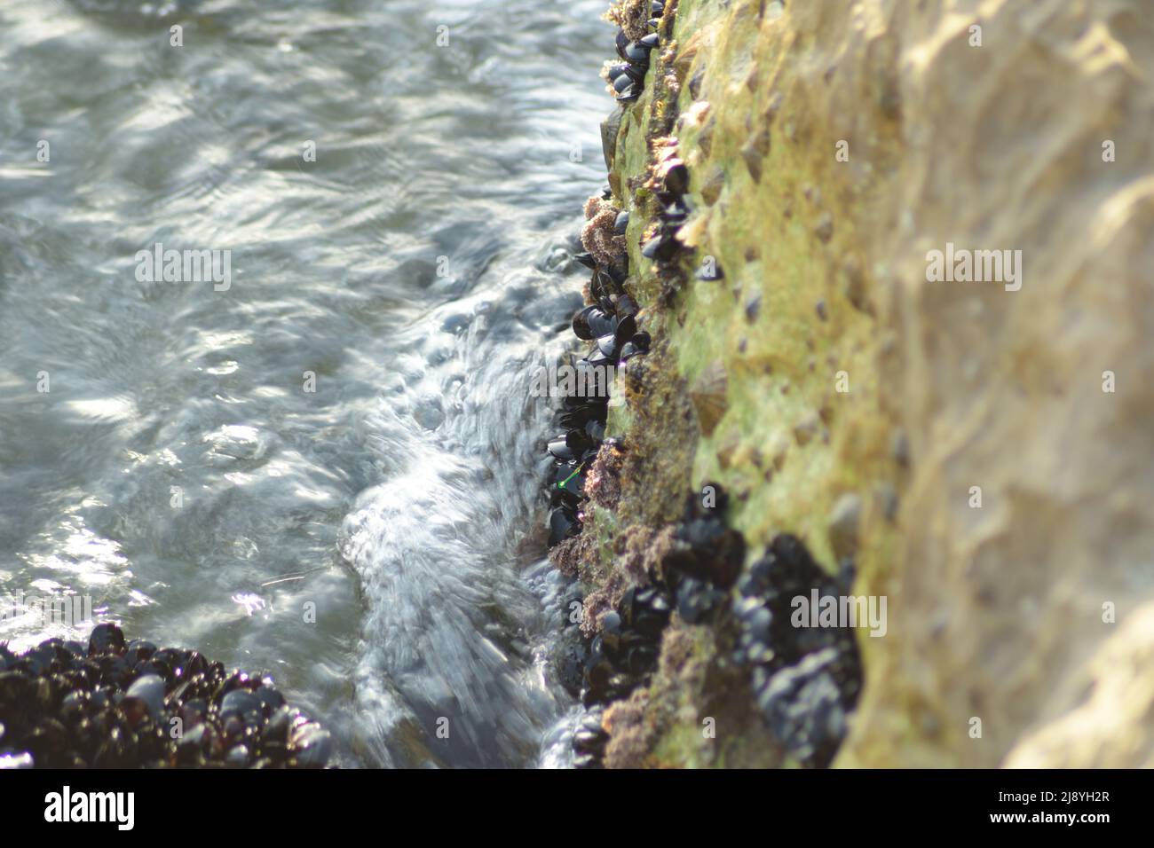 Mussels rock underwater hi-res stock photography and images - Alamy