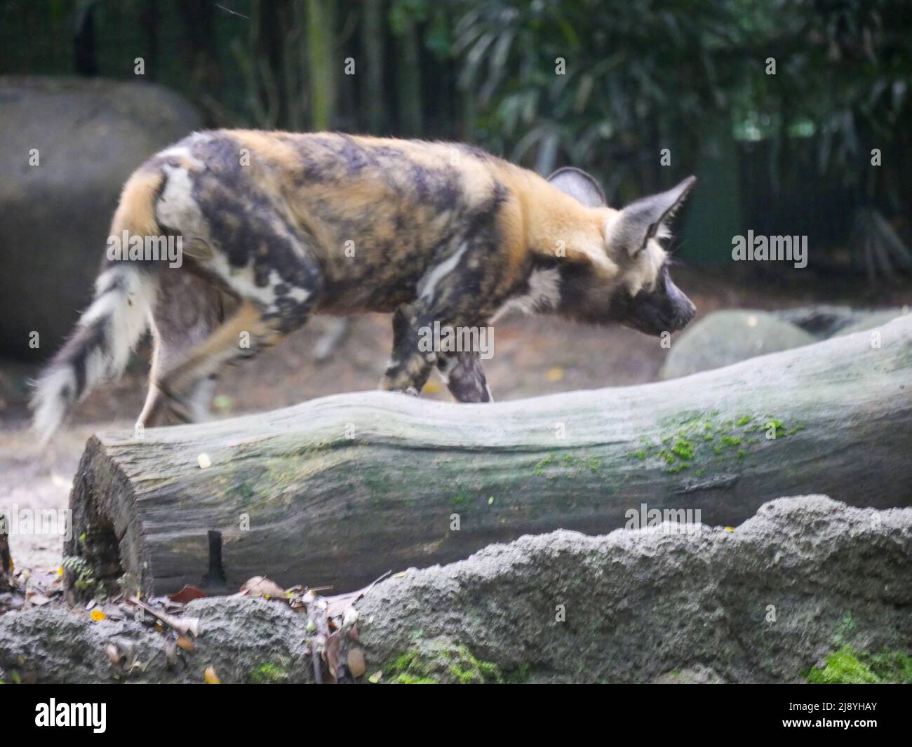 African Painted Wild Dog Stock Photo - Alamy