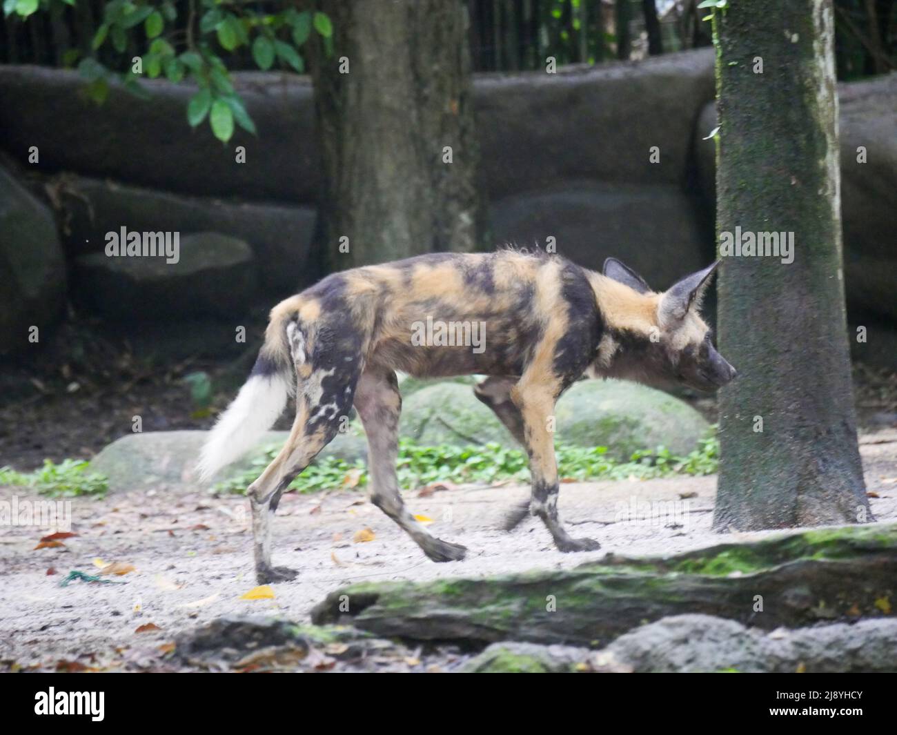 African Painted Wild Dog Stock Photo - Alamy