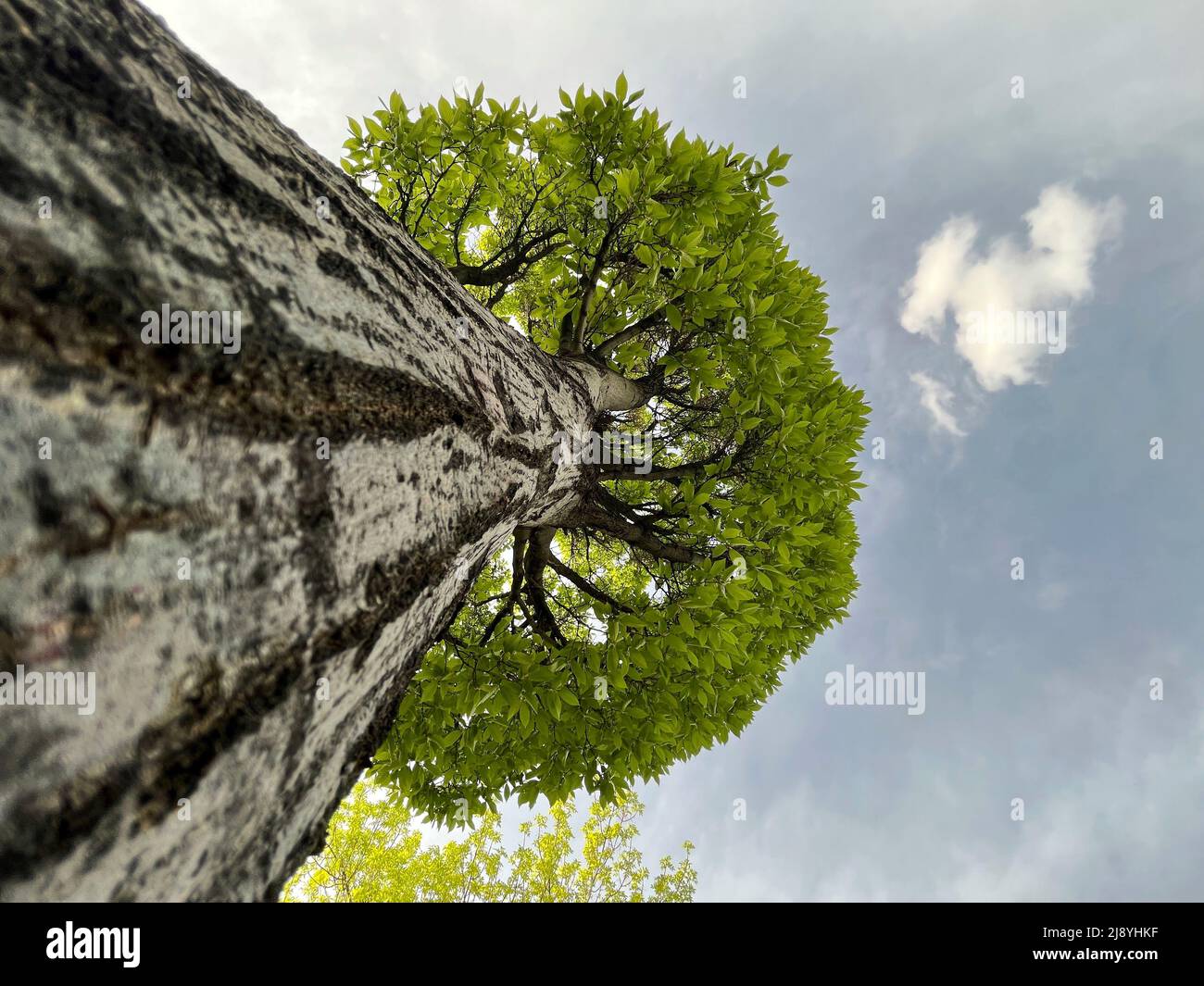 view of tree and sky from ground Stock Photo - Alamy