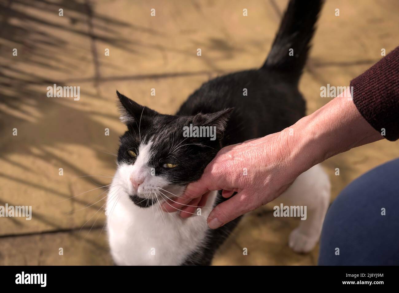 Carnivorous mamma hi-res stock photography and images - Alamy