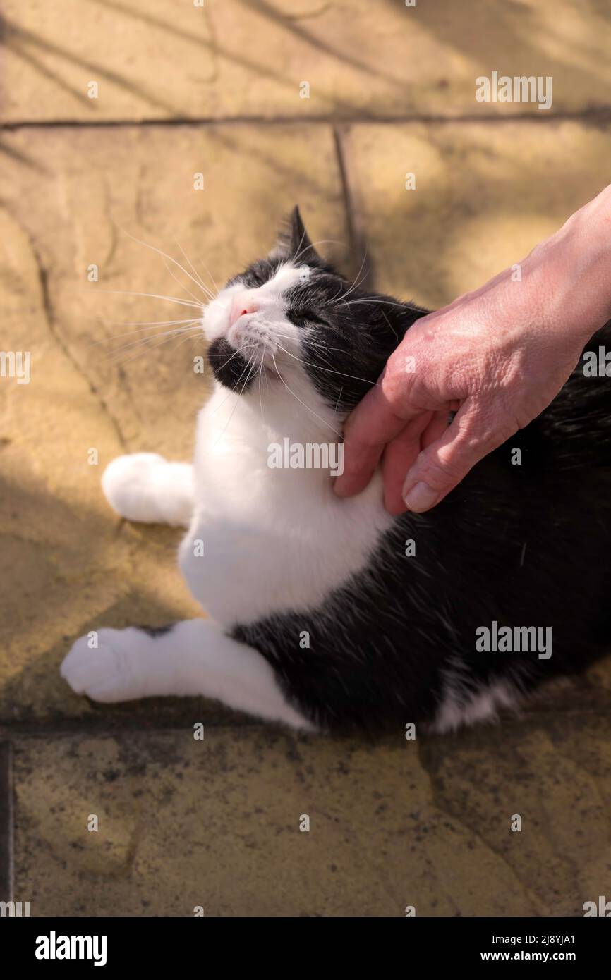 Hand touch to cat at the garden Stock Photo - Alamy