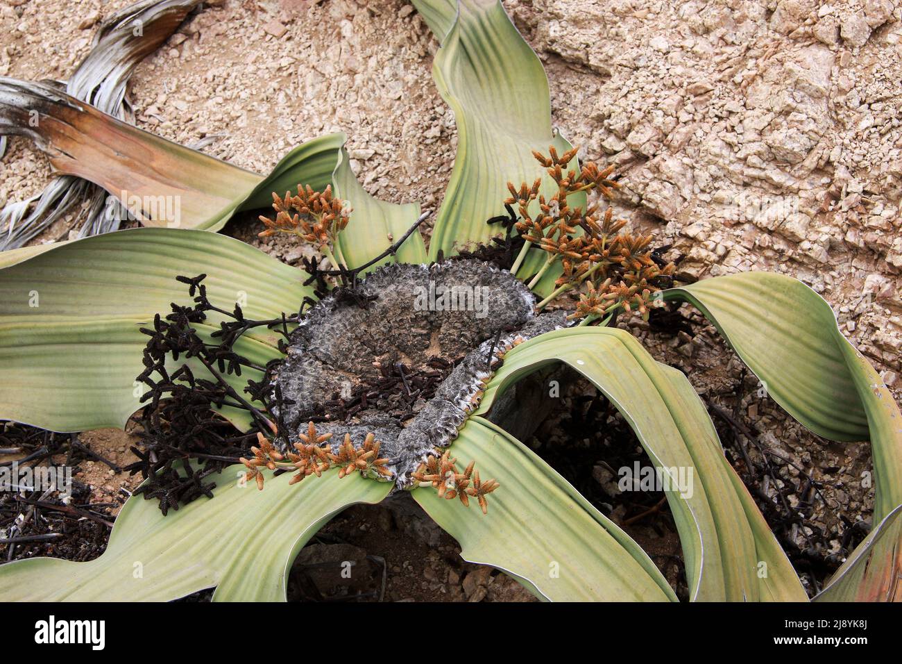 Namibia desert flower welwitschia mirabilis, which is one of oldest ...