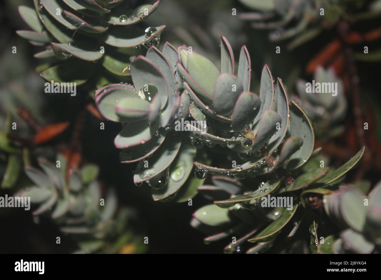 Amazing green leaves hi-res stock photography and images - Alamy