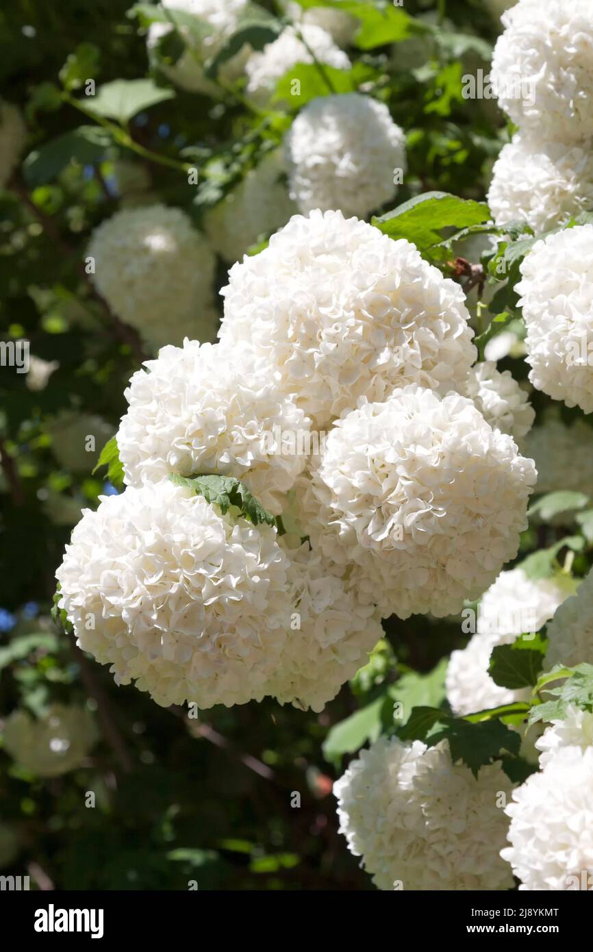 White common hydrangea Stock Photo - Alamy