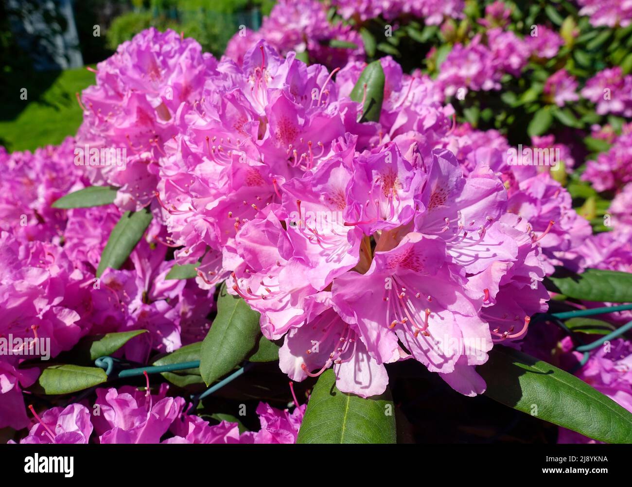 Rhododendron alice hi-res stock photography and images - Alamy