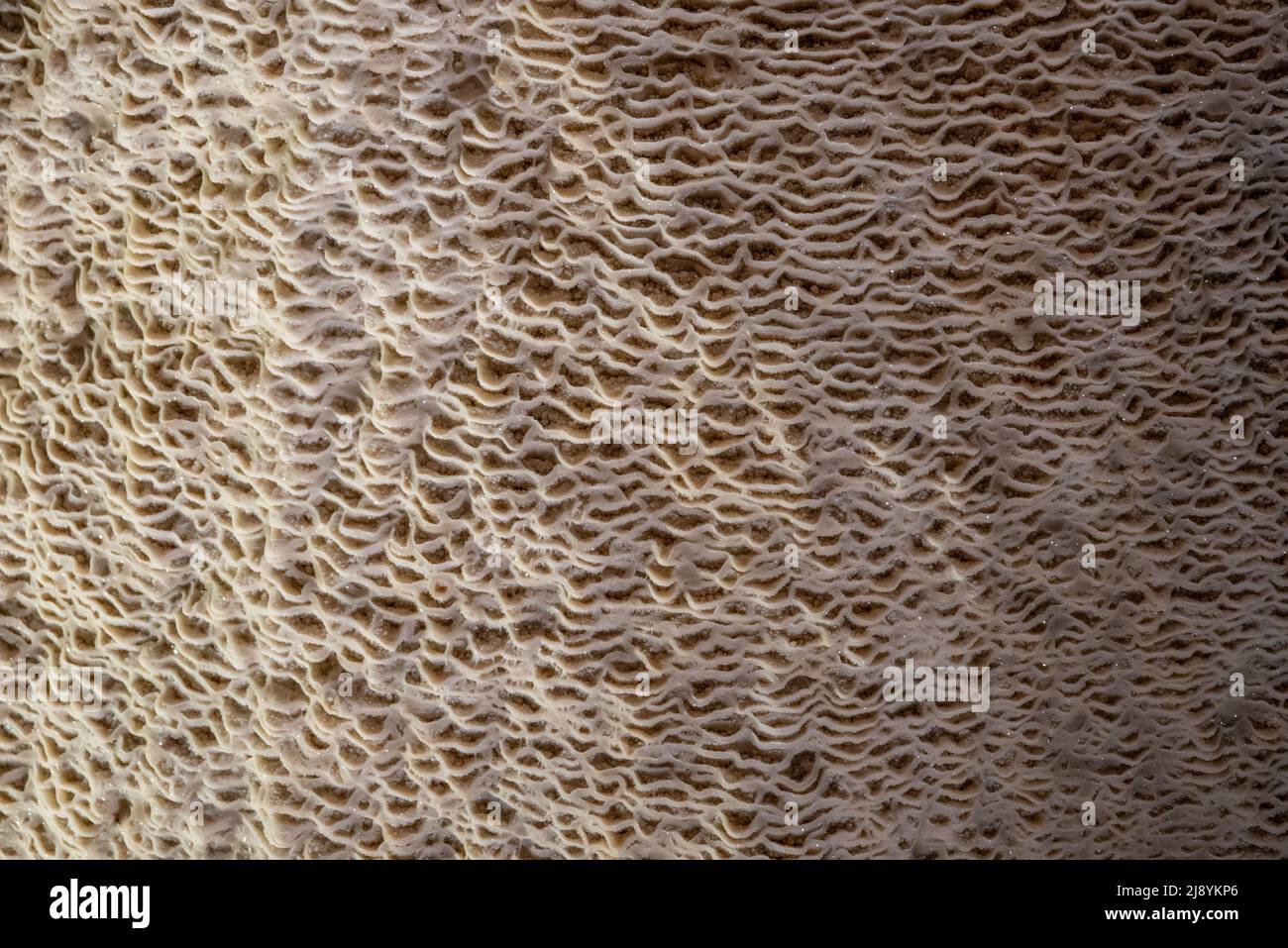 Grown structures from a stalactite cave as texture or background Stock ...
