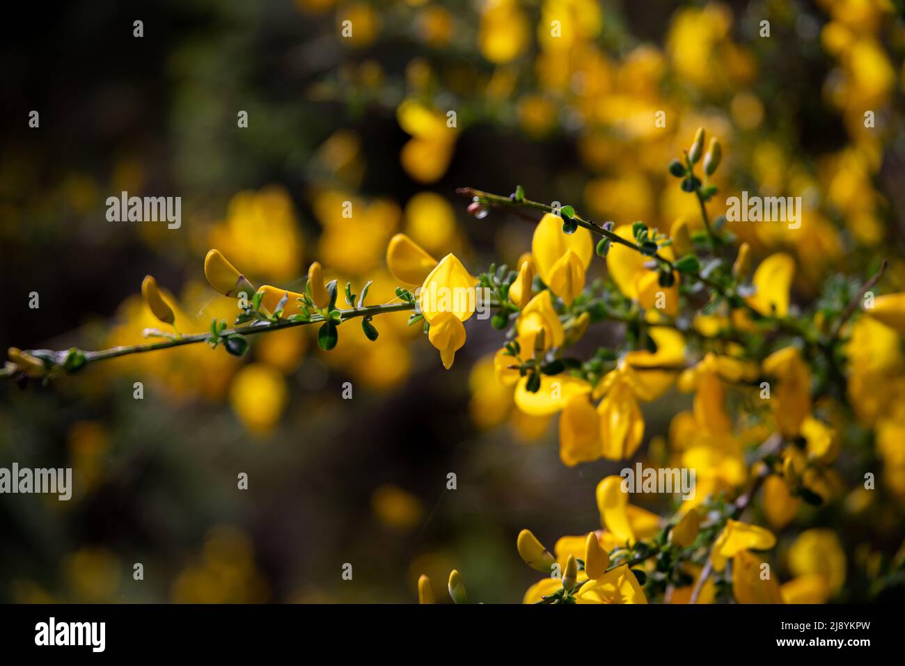 Yellow broom plant hi-res stock photography and images - Alamy