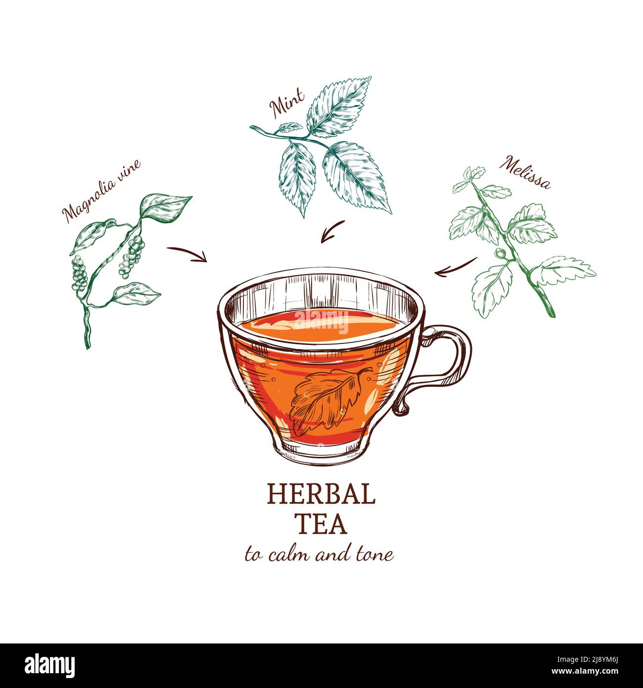 Herbal tea sketch recipe with magnolia mint and melissa ingredients for ...