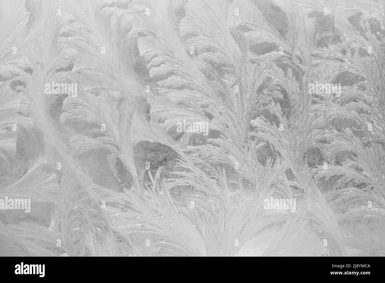 Frosty patterns on white winter glass. The concept of the seasons Stock ...