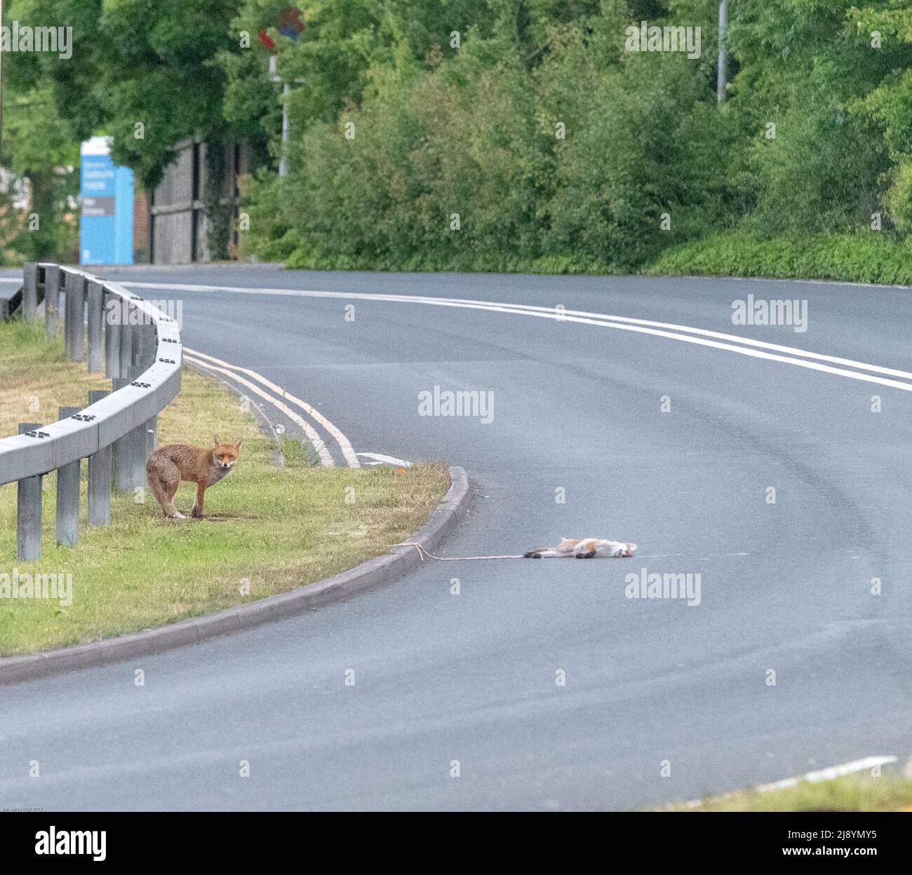 Dead fox on a road hi-res stock photography and images - Alamy
