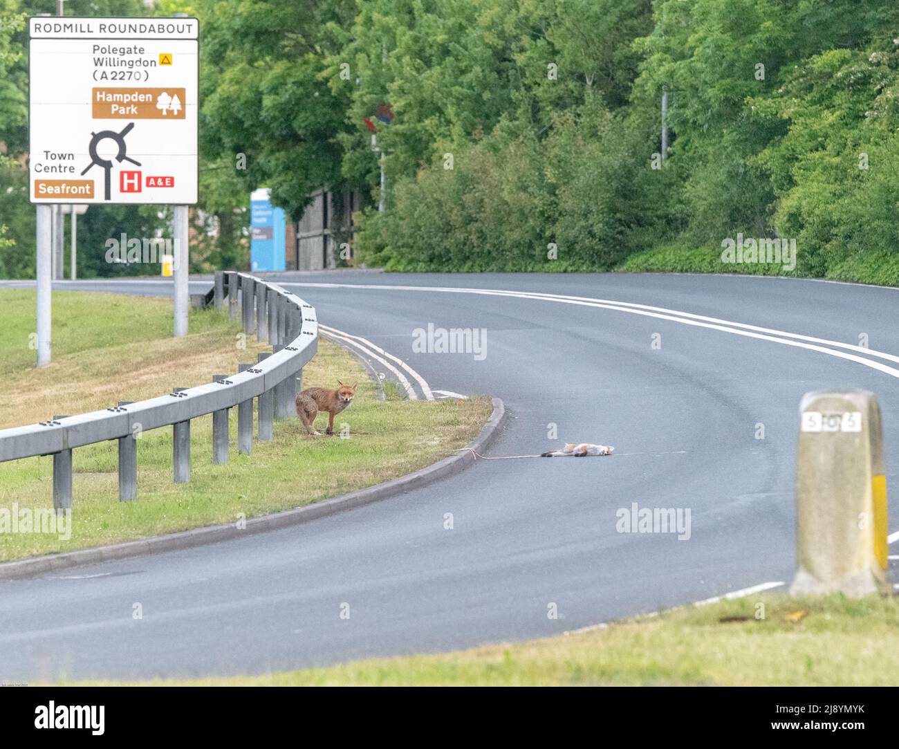 A vixen looks on at a dead fox cub hi-res stock photography and images ...